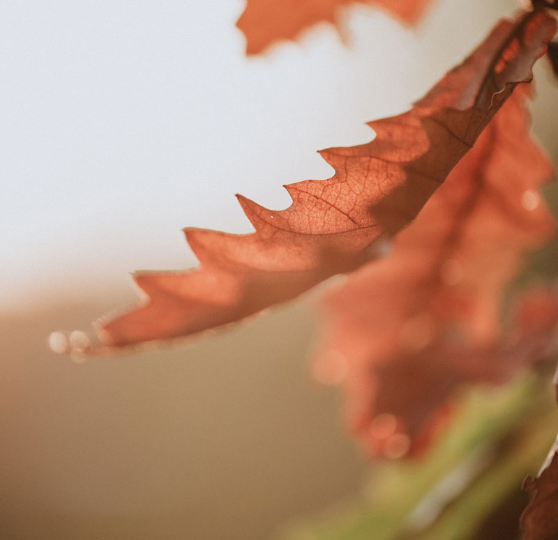 Camps | Lone Tree Camps