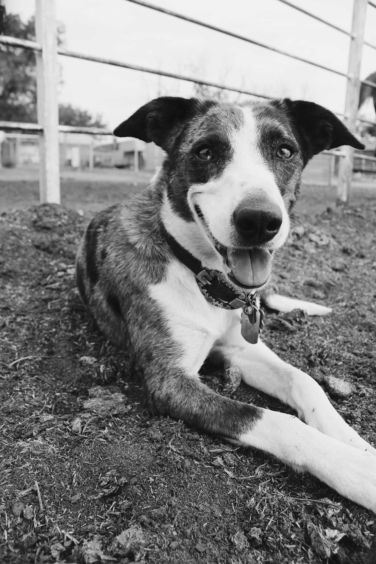 Tig | Lone Tree Camps